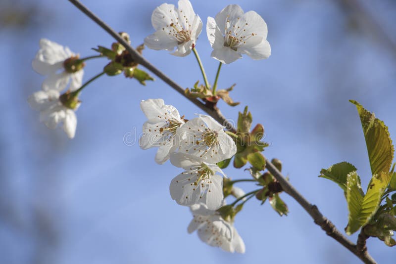 The Spring of the Year 2020 Stock Photo - Image of 2020, beautyfull ...