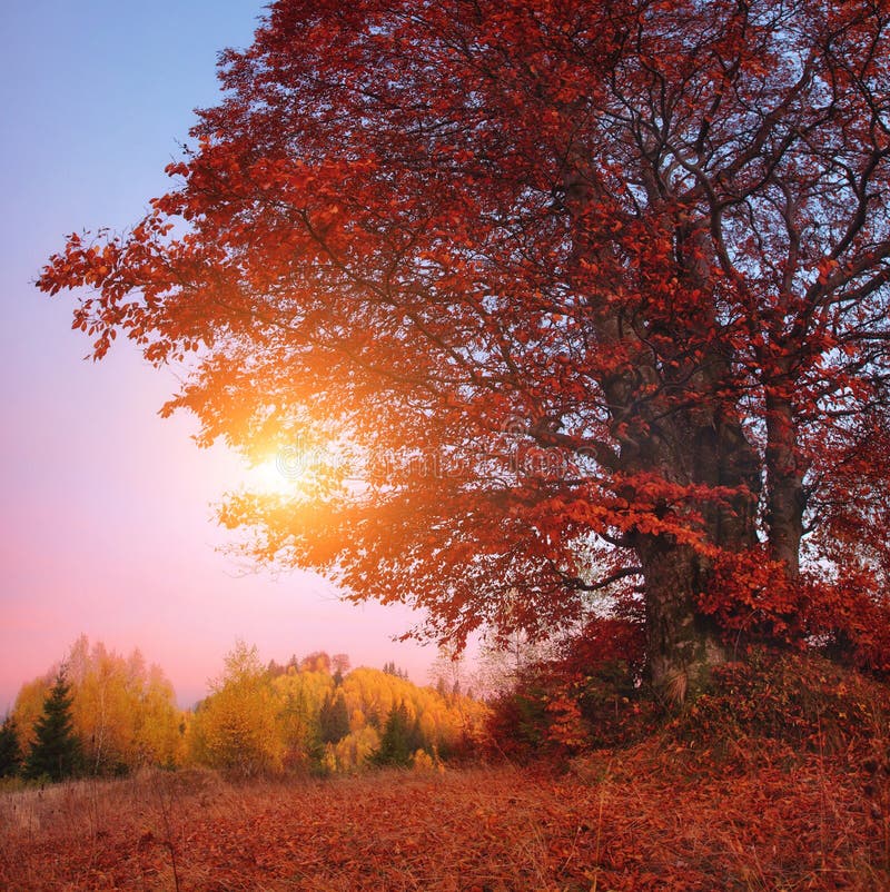 Beaux arbres d'automne image stock. Image du voyage, vacances - 80381381