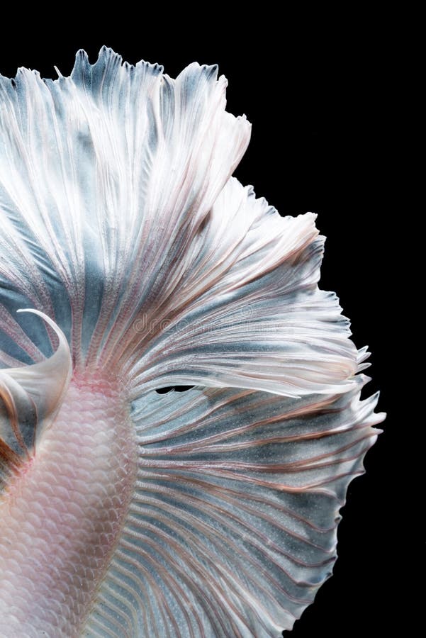 Beaux-arts Abstraits De Queue Mobile De Poissons Des Poissons De Betta ...