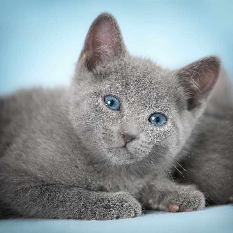 Beaux chats photo stock. Image du mignon, gens, bleu - 29543530