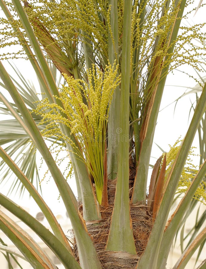 Palmier-dattier Avec Des Fleurs Et Des Bourgeons Image stock - Image du ...