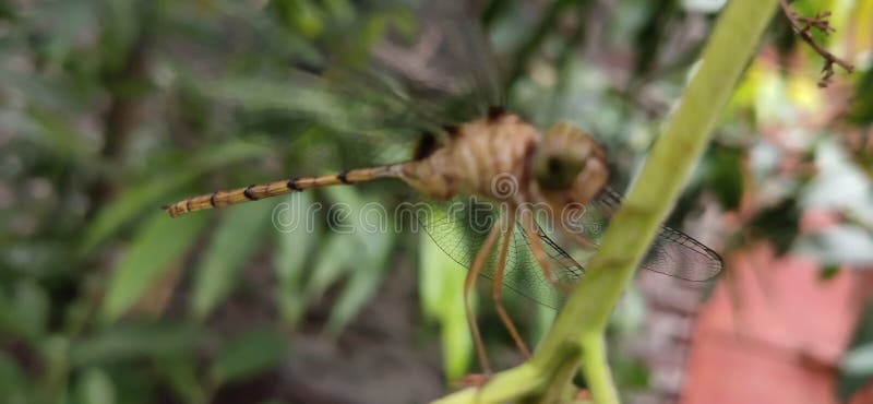 Beaux Insectes Dans L'arbre Image stock - Image of normal, beau: 187284427