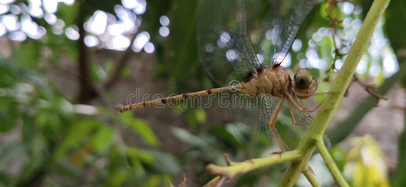 Beaux Insectes Dans L'arbre Photo stock - Image du beau, nature: 187284540
