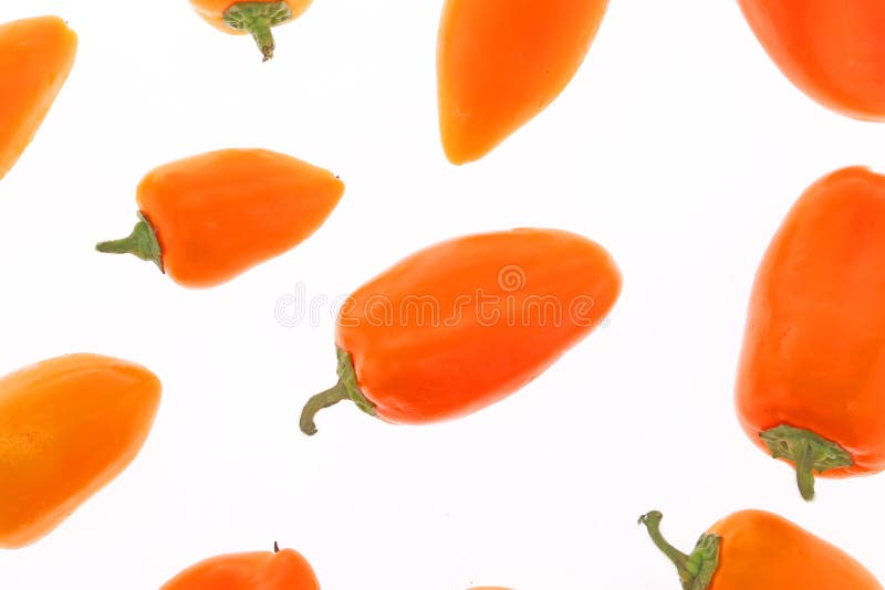 Beaux Mini Poivrons Hydroponiques Sur Le Fond Blanc Photo stock - Image ...