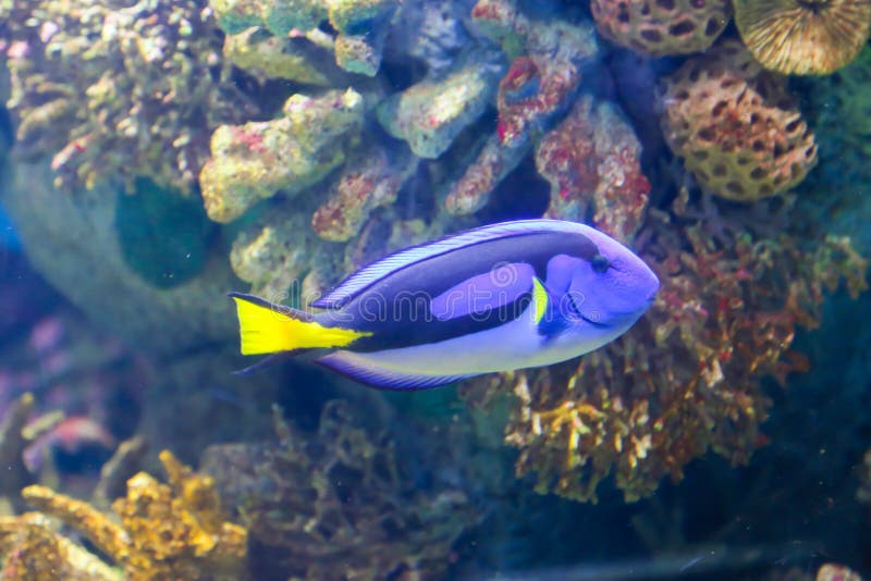 Beaux Poissons Qui Nagent Dans Un Bleu Image stock - Image of chéri ...