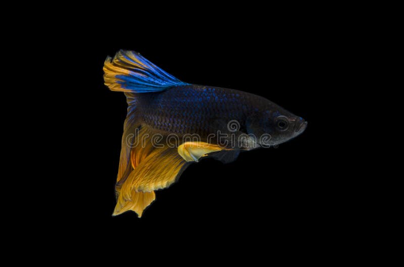 Poissons De Luxe De Betta, Poissons De Combat Siamois Ou Splendens De ...