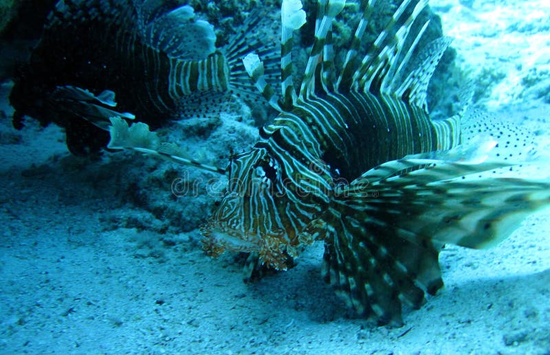 Beaux Poissons En Mer Rouge, Egypte Image stock - Image of rouge, oeil ...
