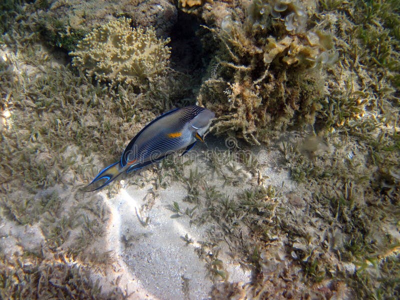 Beaux Poissons En Mer Rouge, Egypte Image stock - Image du entre, oeil ...