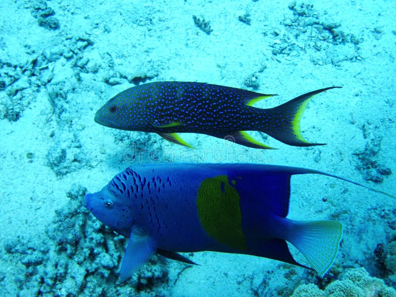 Beaux Poissons En Mer Rouge, Egypte Image stock - Image du blanc, près ...
