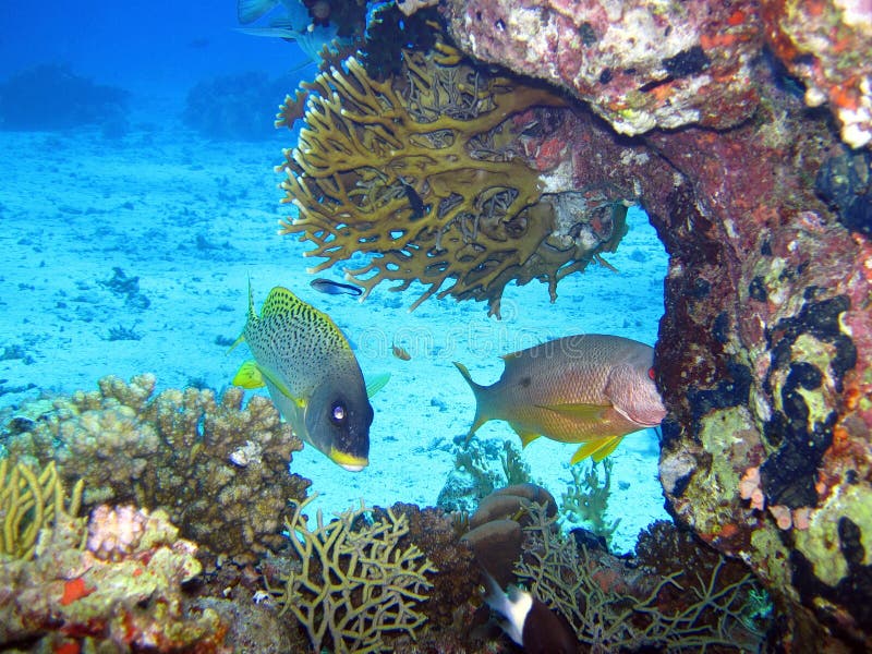 Beaux Poissons En Mer Rouge, Egypte Photo stock - Image du poissons ...