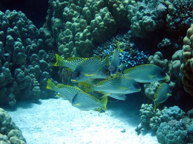 Beaux Poissons En Mer Rouge, Egypte Image stock - Image du corail ...