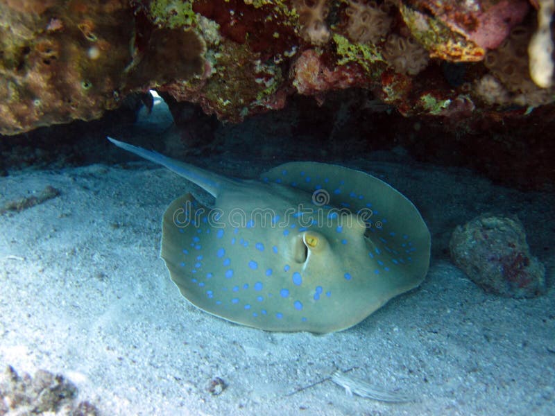 Beaux Poissons En Mer Rouge, Egypte Photo stock - Image du corail ...