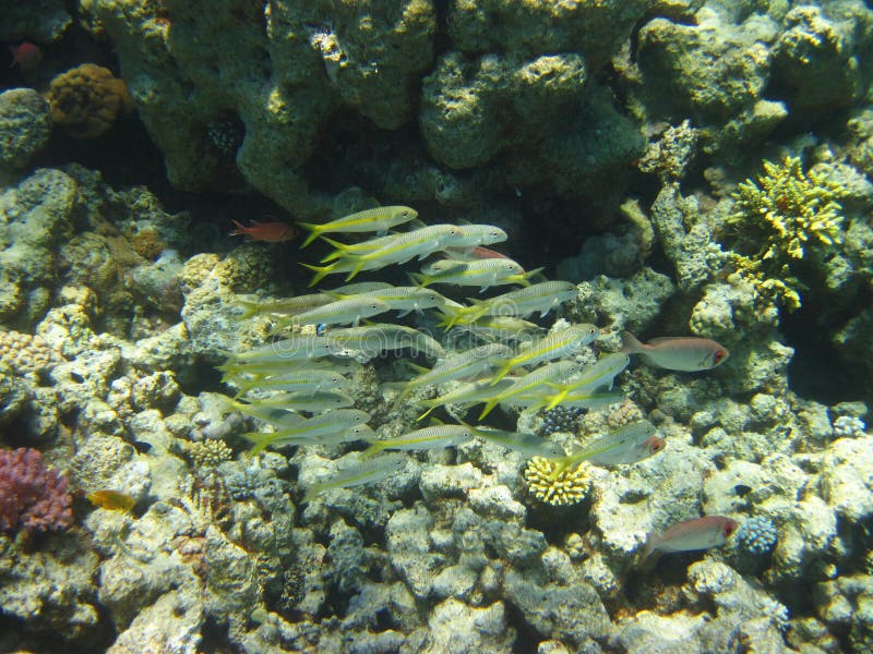 Beaux Poissons En Mer Rouge, Egypte Image stock - Image du très, corail ...