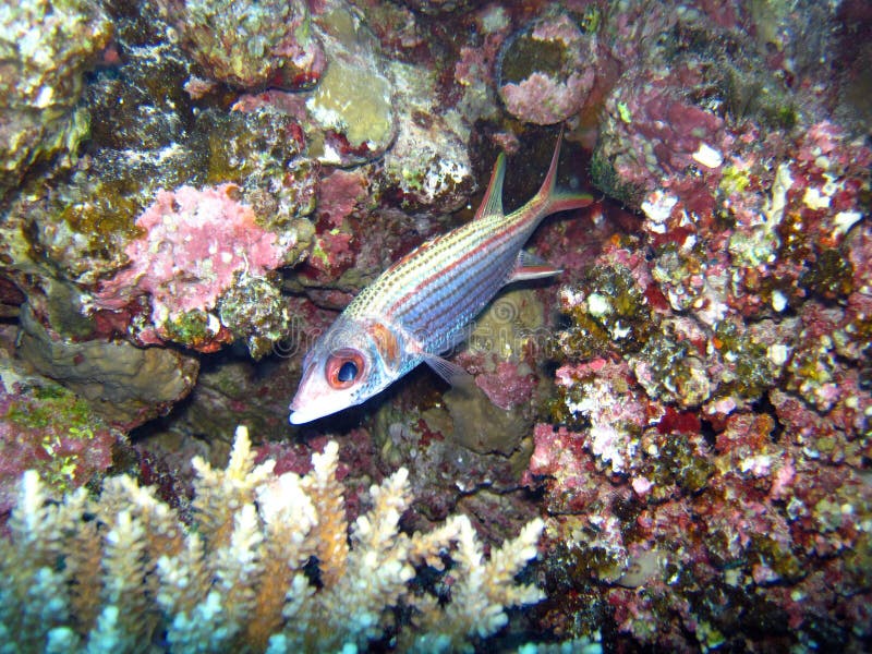 Beaux Poissons En Mer Rouge, Egypte Image stock - Image du très, corail ...