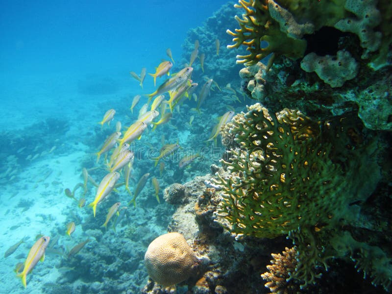 Beaux Poissons En Mer Rouge, Egypte Image stock - Image du animal, oeil ...