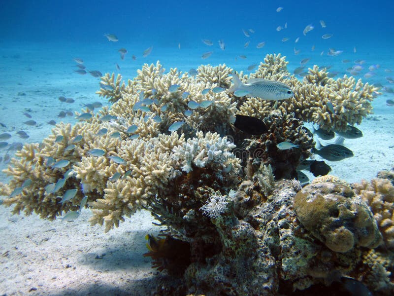 Beaux Poissons En Mer Rouge, Egypte Image stock - Image du faune, rayé ...