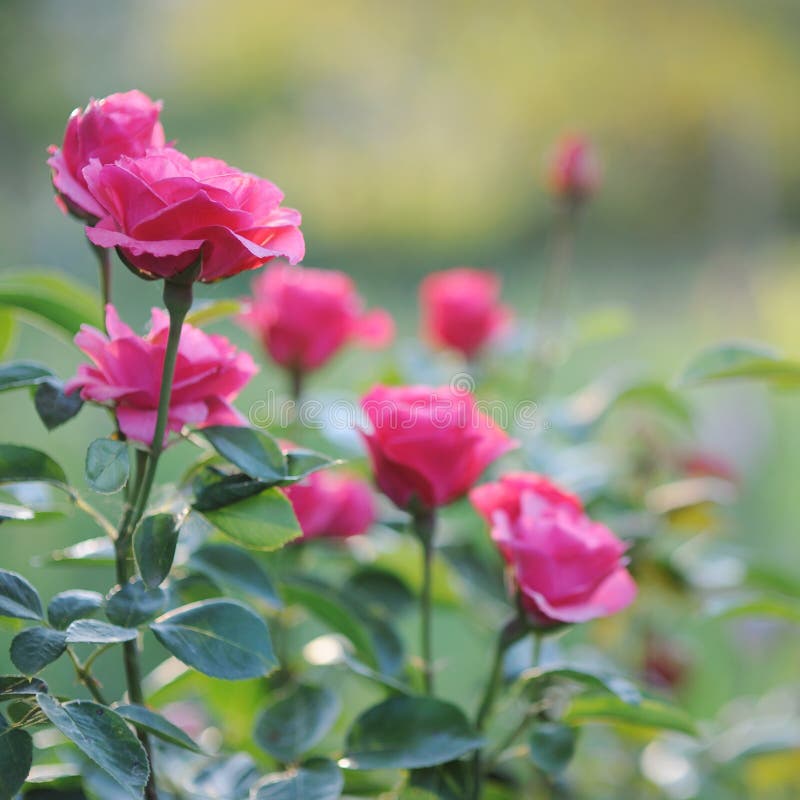 Beaux Rosiers Roses De Floraison Image stock - Image du jardin, rose ...