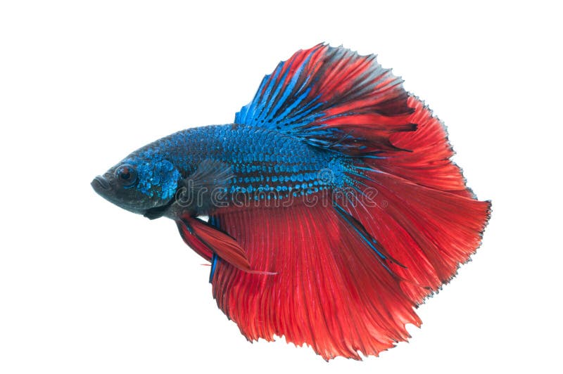 Beaux Splendens De Betta D'isolement Sur Le Fond Blanc Photo stock ...