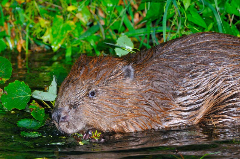 Beaver stock photo. Image of fiber, shore, beaver, mammal - 17709488
