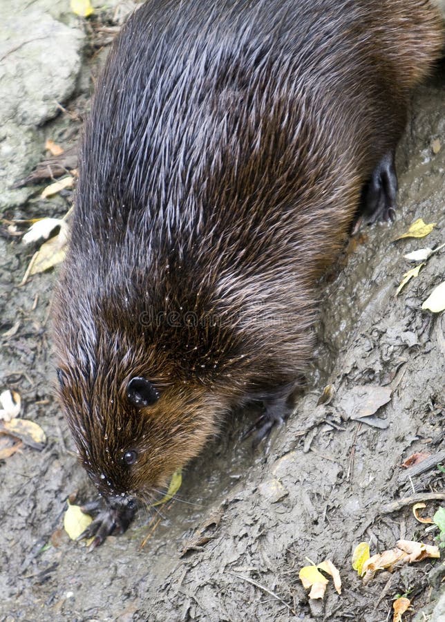 Beaver stock photo. Image of nibbling, mammal, chew, nature - 21879684