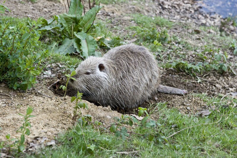 Beaver stock image. Image of sand, grass, whiskers, paws - 25038731
