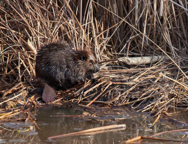 Beaver gnawing on wood stock image. Image of canadensis - 24367