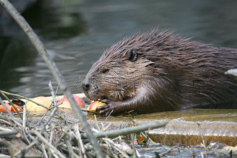 Beaver stock image. Image of skin, castor, rodentia, nature - 3542523
