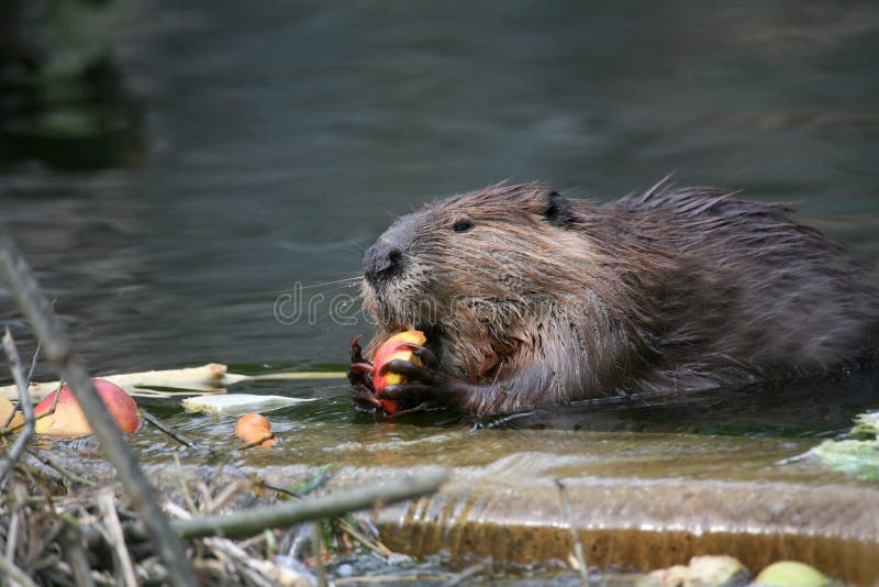Beaver stock photo. Image of rodent, canadian, beaver - 3542562