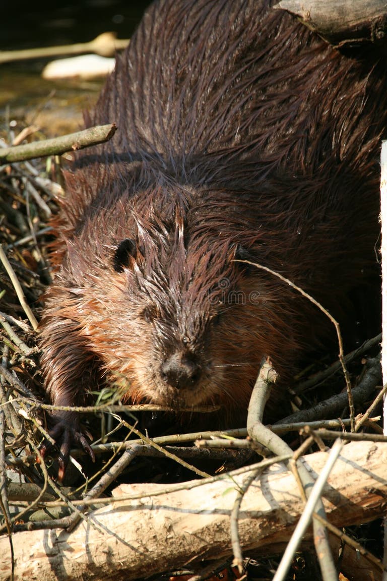 2,473 Beaver Tail Stock Photos - Free & Royalty-Free Stock Photos from ...