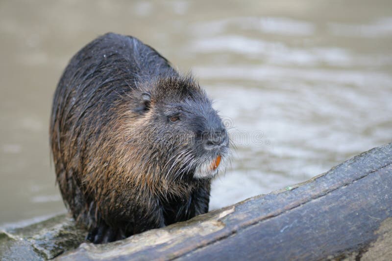 Wild North American Beaver in Ice Pond Stock Image - Image of animal ...