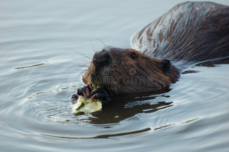 Beaver at Work stock image. Image of gnaw, wild, carpenter - 413225