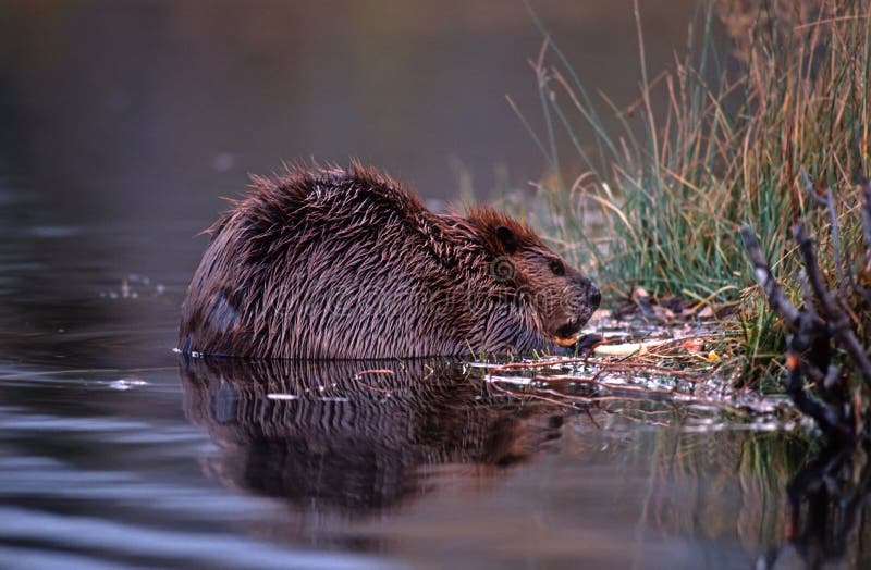 Natural Beaver Dam stock image. Image of mountains, brook - 1115097