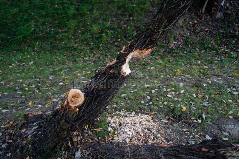 Beaver Activity and Forest Conservation Stock Photo - Image of animal ...