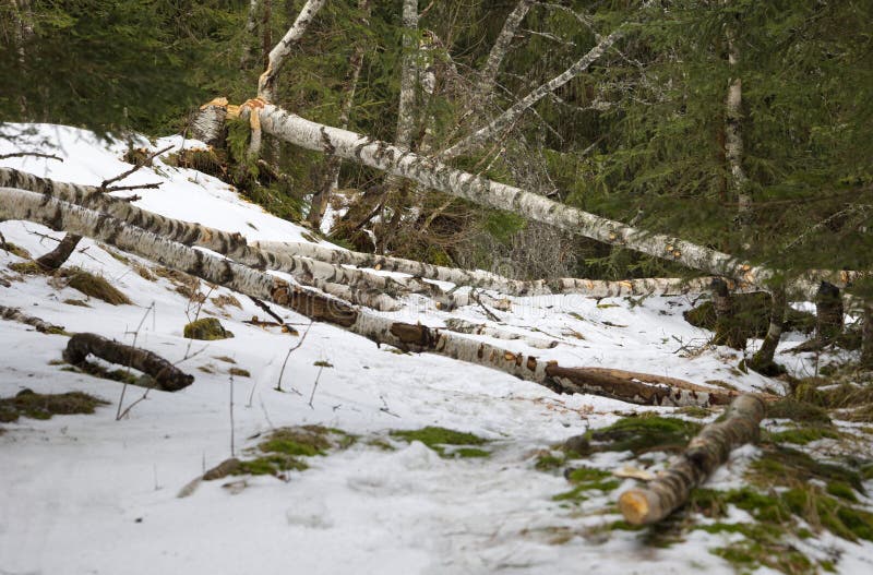 Beaver Activity in the Landscape Stock Photo - Image of wood, forest ...