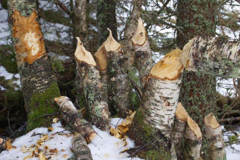 Beaver Activity in the Landscape Stock Photo - Image of riparian ...