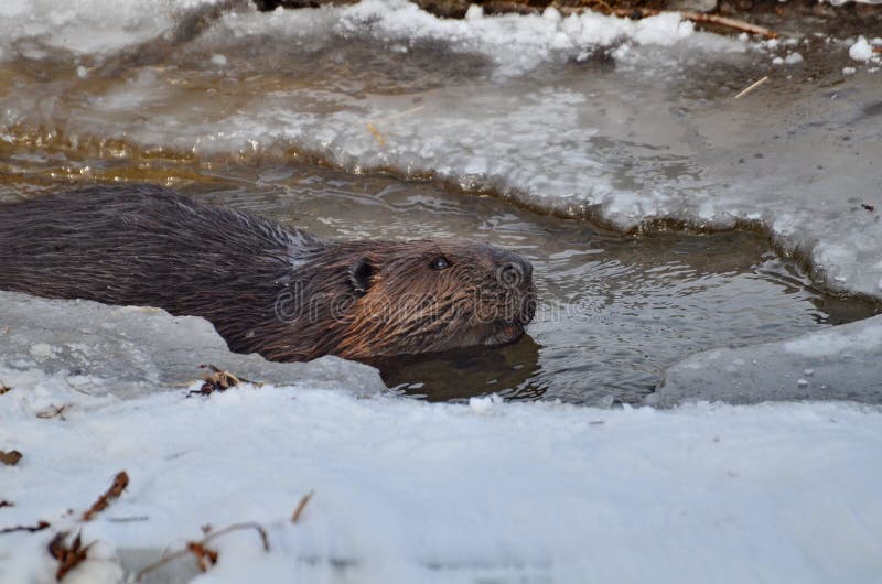 Beaver Along Stream in the Winter Stock Photo - Image of wilderness ...