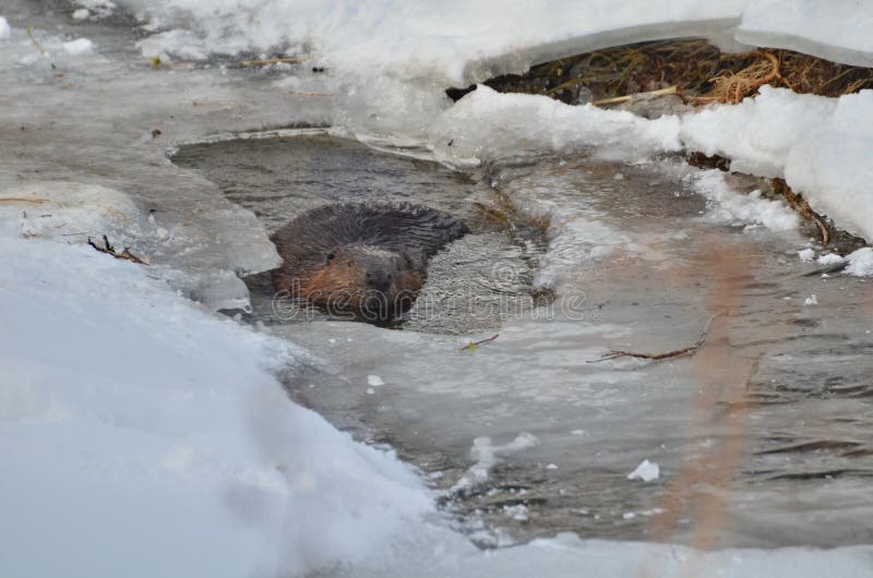 Beaver Along Stream in the Winter Stock Image - Image of white, winter ...