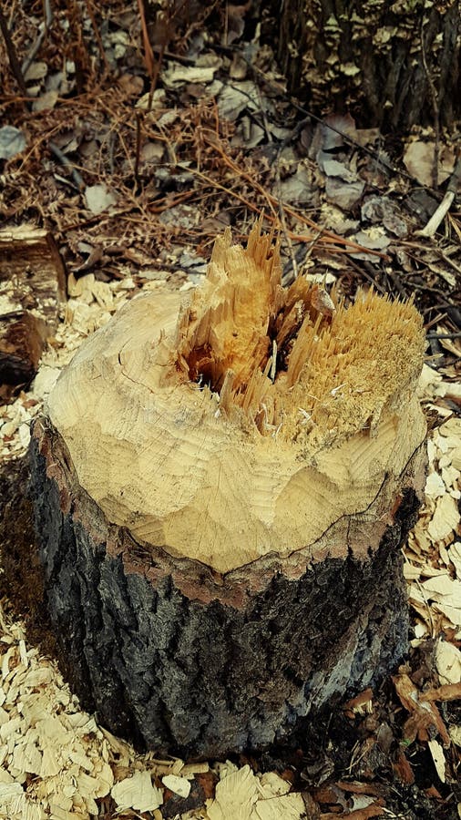 Beaver stump stock photo. Image of close, animal, stump - 180737726
