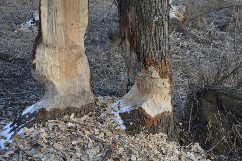 The beaver is back stock photo. Image of beautiful, remains - 173248602