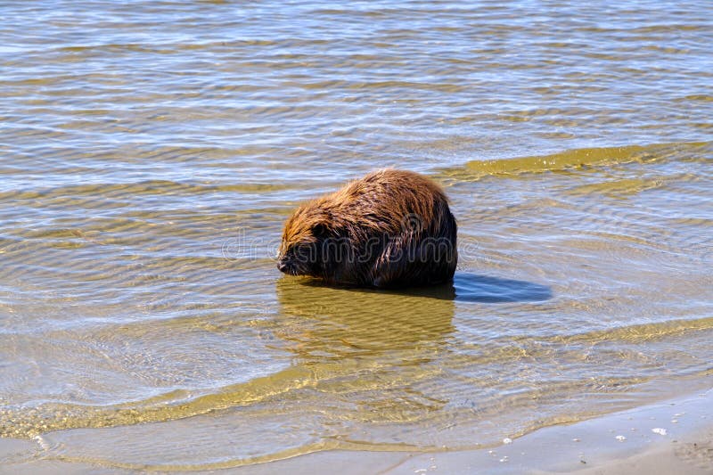 A Beaver Basks in the Spring Sun on the Shore of the Baltic Sea Stock ...