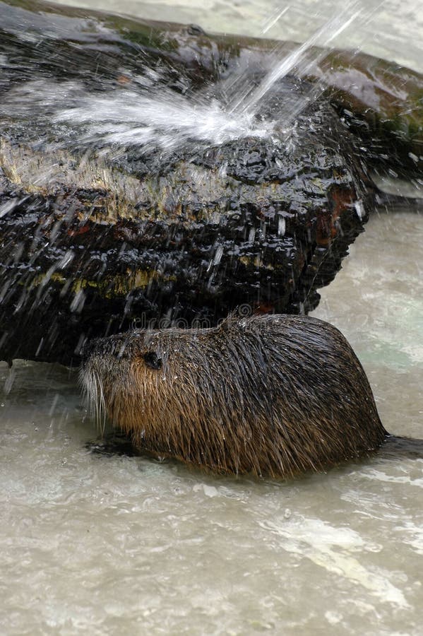 Beaver bathing stock image. Image of pond, bath, water - 2480395