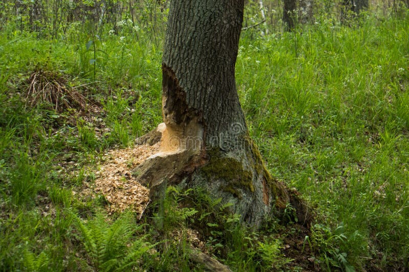 Beaver-beaten Tree in Forest in Poland Stock Photo - Image of beaver ...