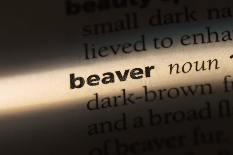 Beaver stock photo. Image of idea, beaver, concept, page - 114410696