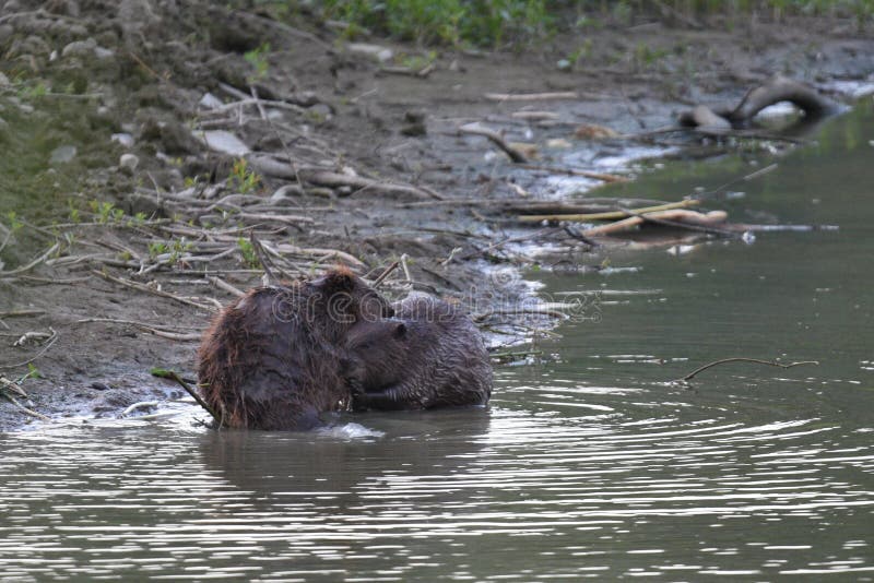 Beaver stock image. Image of animal, lake, clean, river - 124885675