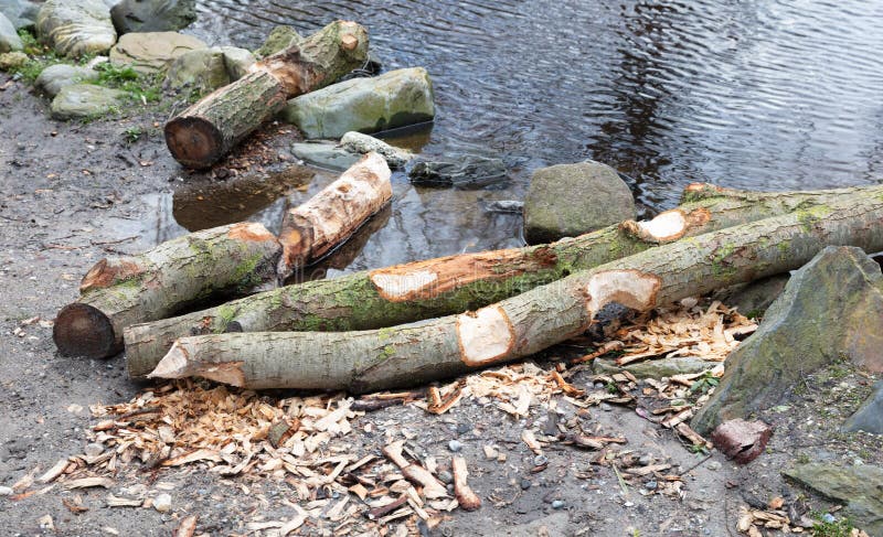 Beaver Bite Marks on Tree Trunk and Water and Trees in Forest in ...