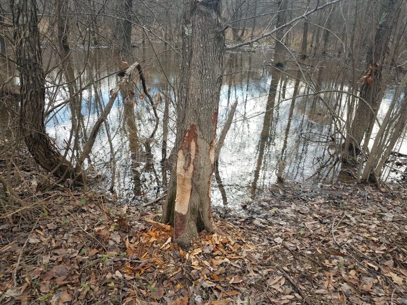 Beaver Bite Marks on Tree Trunk and Water and Trees in Forest in ...