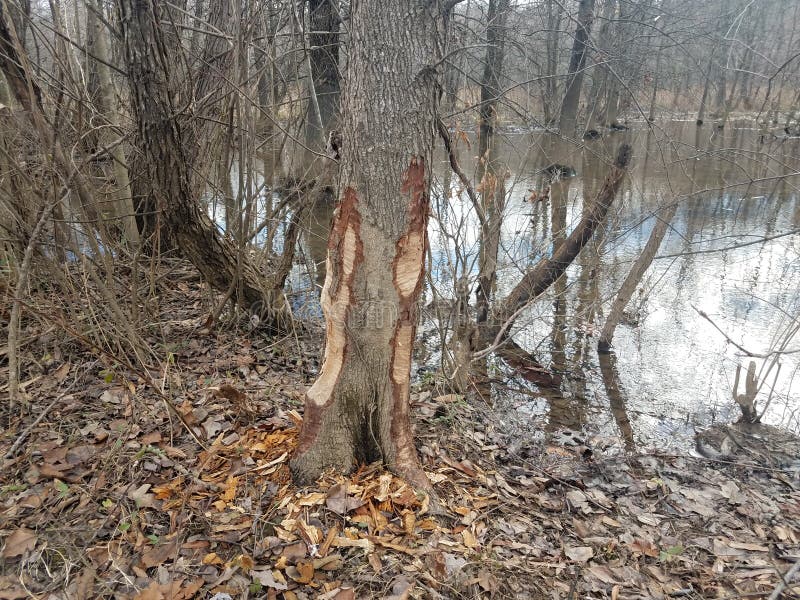 Beaver Bite Marks on Tree Trunk and Water and Trees in Forest in ...