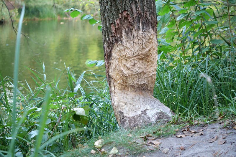 Beaver Bite Marks on a Trunk of a Tree by Lake. Damaged Wood by a ... Beaver Bite Marks on a Trunk of a Tree by Lake. Damaged Wood by a ...