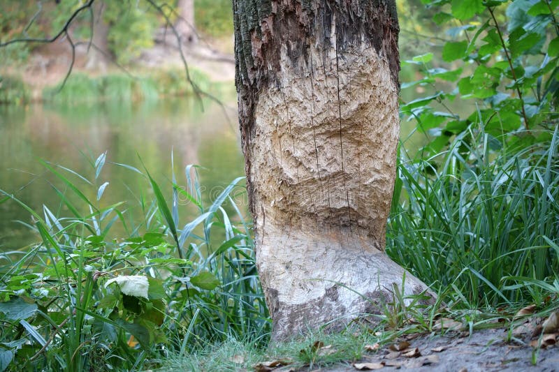Beaver Bite Marks on a Trunk of a Tree by Lake. Damaged Wood by a ...