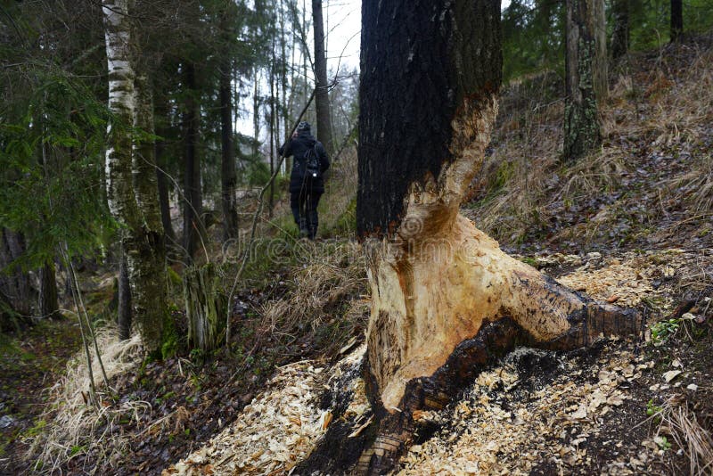 Beaver bitten tree stock photo. Image of harvesting, tree - 49031044